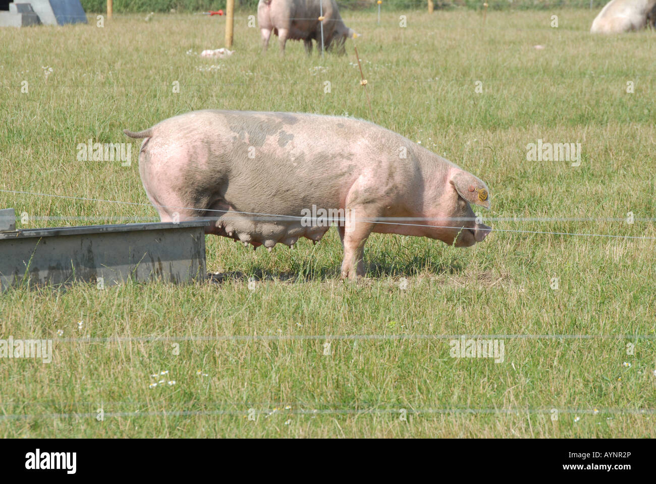 pig, sow, farm, pork, trough Stock Photo - Alamy