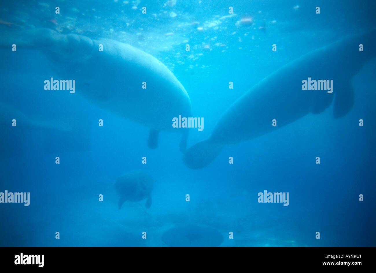 Manatees sea cows clearly visible as they swim underwater in a glass ...