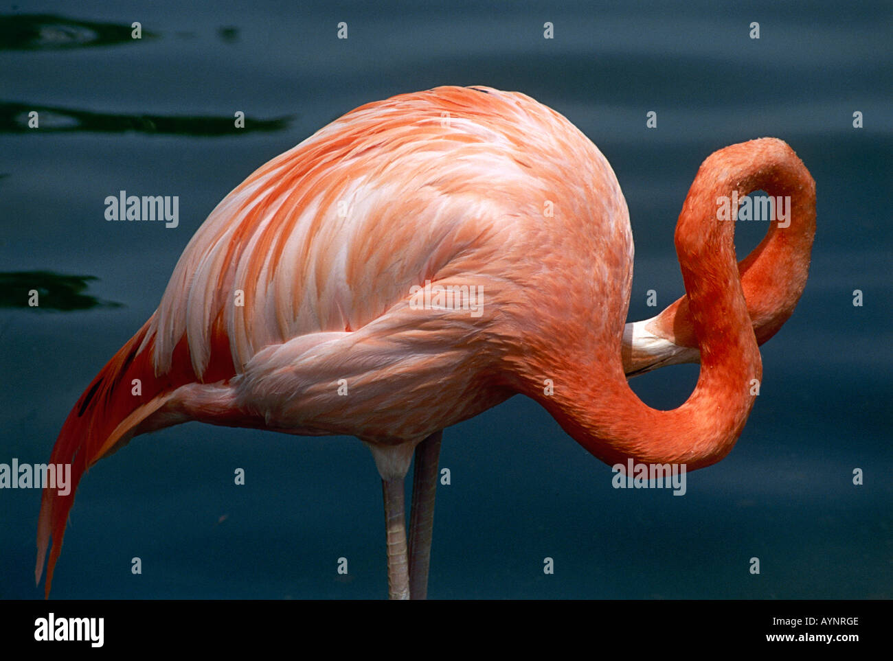At Flamingo Lagoon one of the residents displays the long flexible neck ...