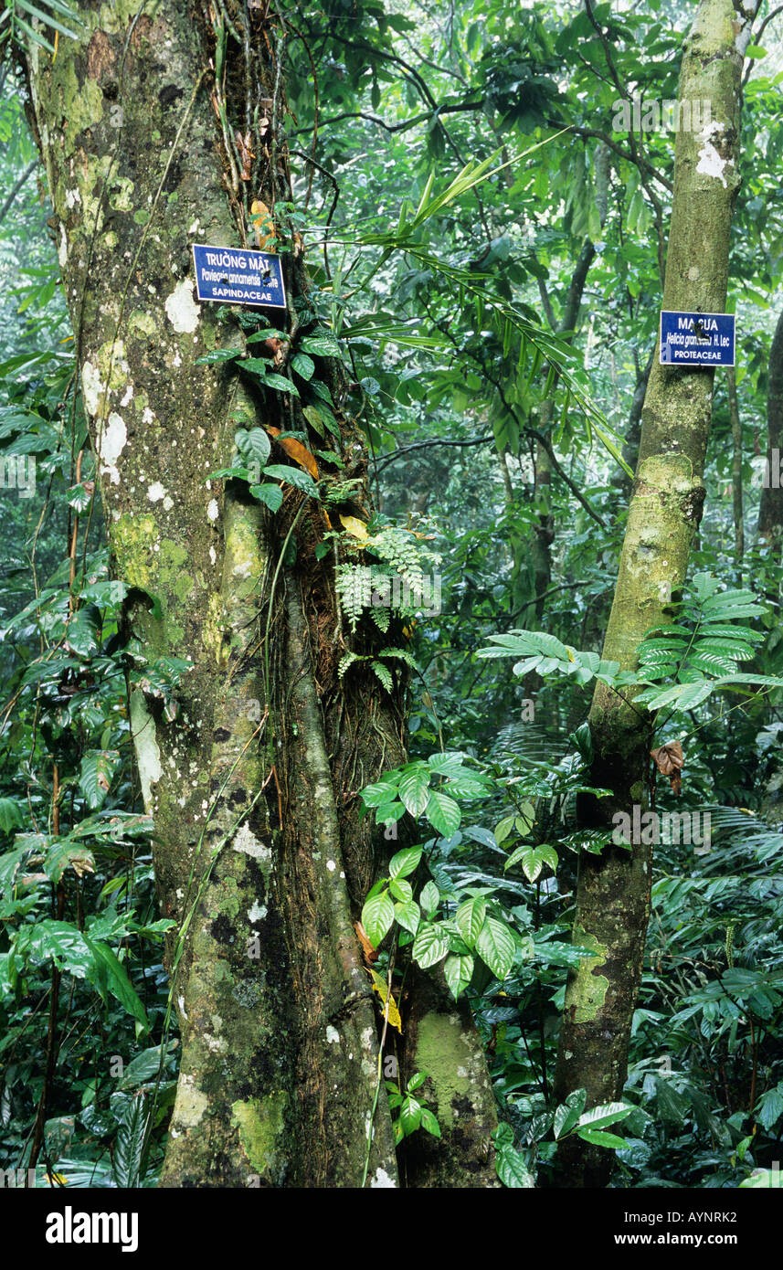 Properly labeled trees in Cuc Phuong National Park Stock Photo - Alamy