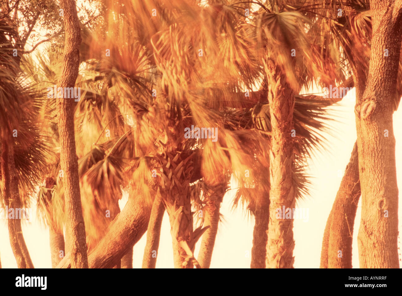 Trees at sunset Hilton Head Island South Carolina Stock Photo - Alamy