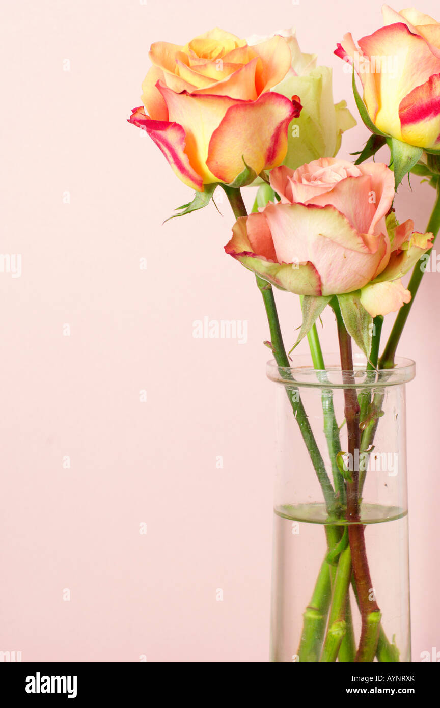 Roses in a vase Stock Photo - Alamy