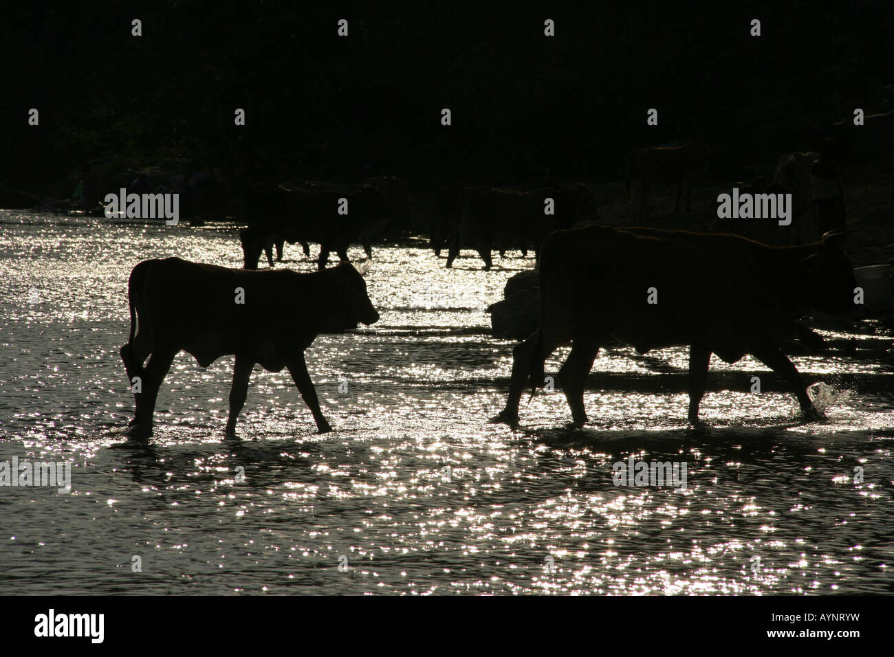 Cattle crossing a river hi-res stock photography and images - Alamy