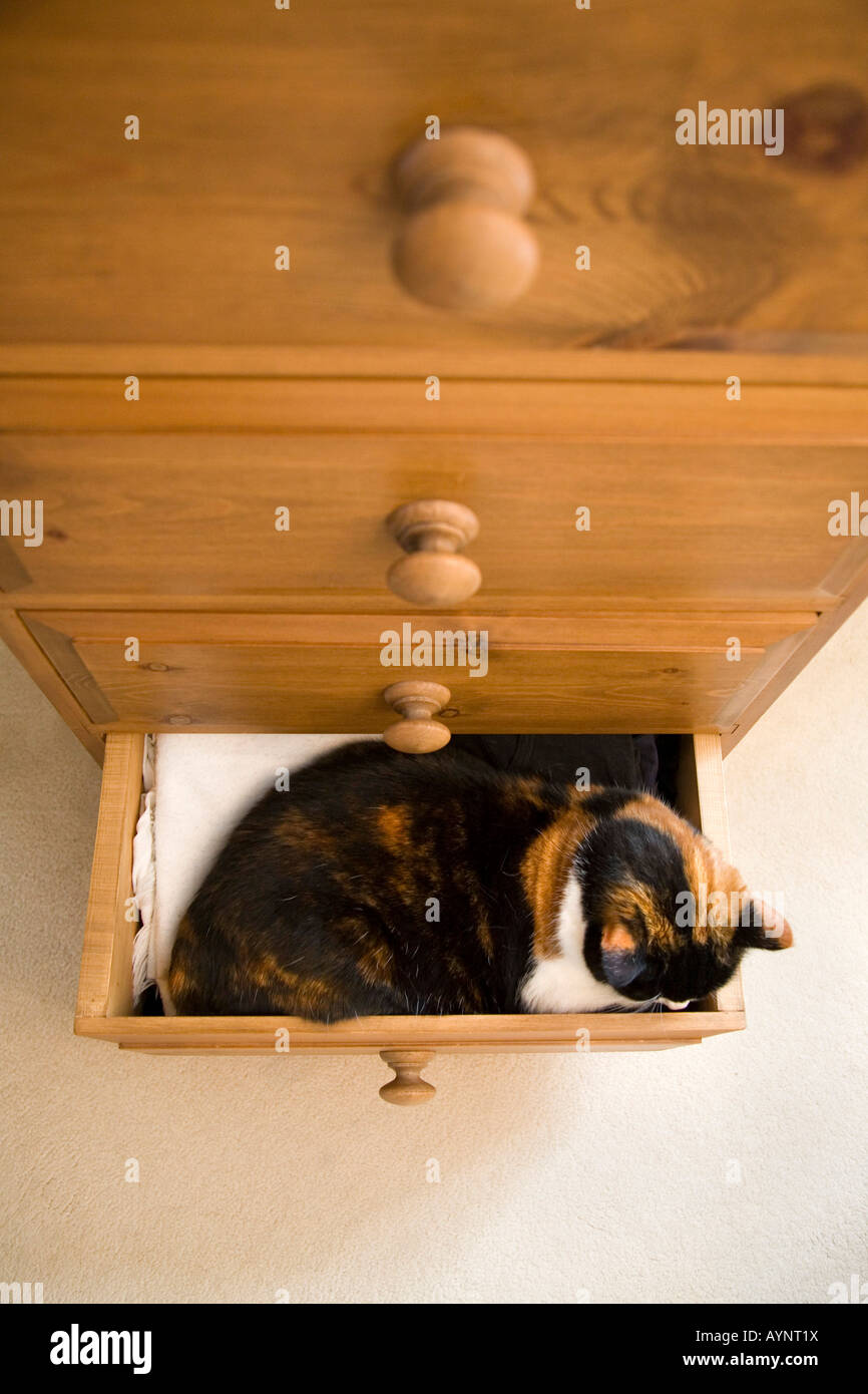 A CAT SLEEPING IN AN OPEN DRAWER IN THE BEDROOM Stock Photo - Alamy