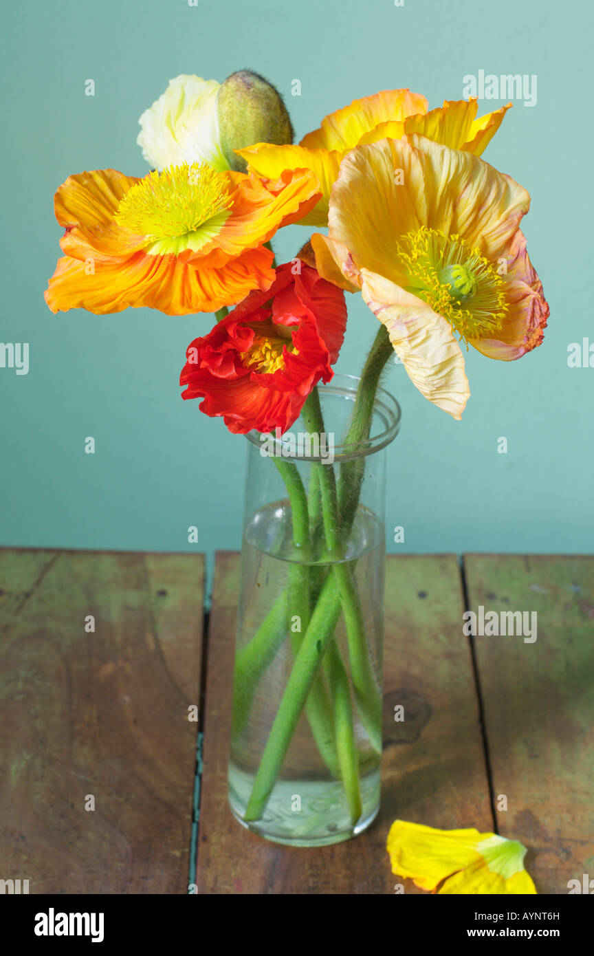 Poppies in vase hi-res stock photography and images - Alamy