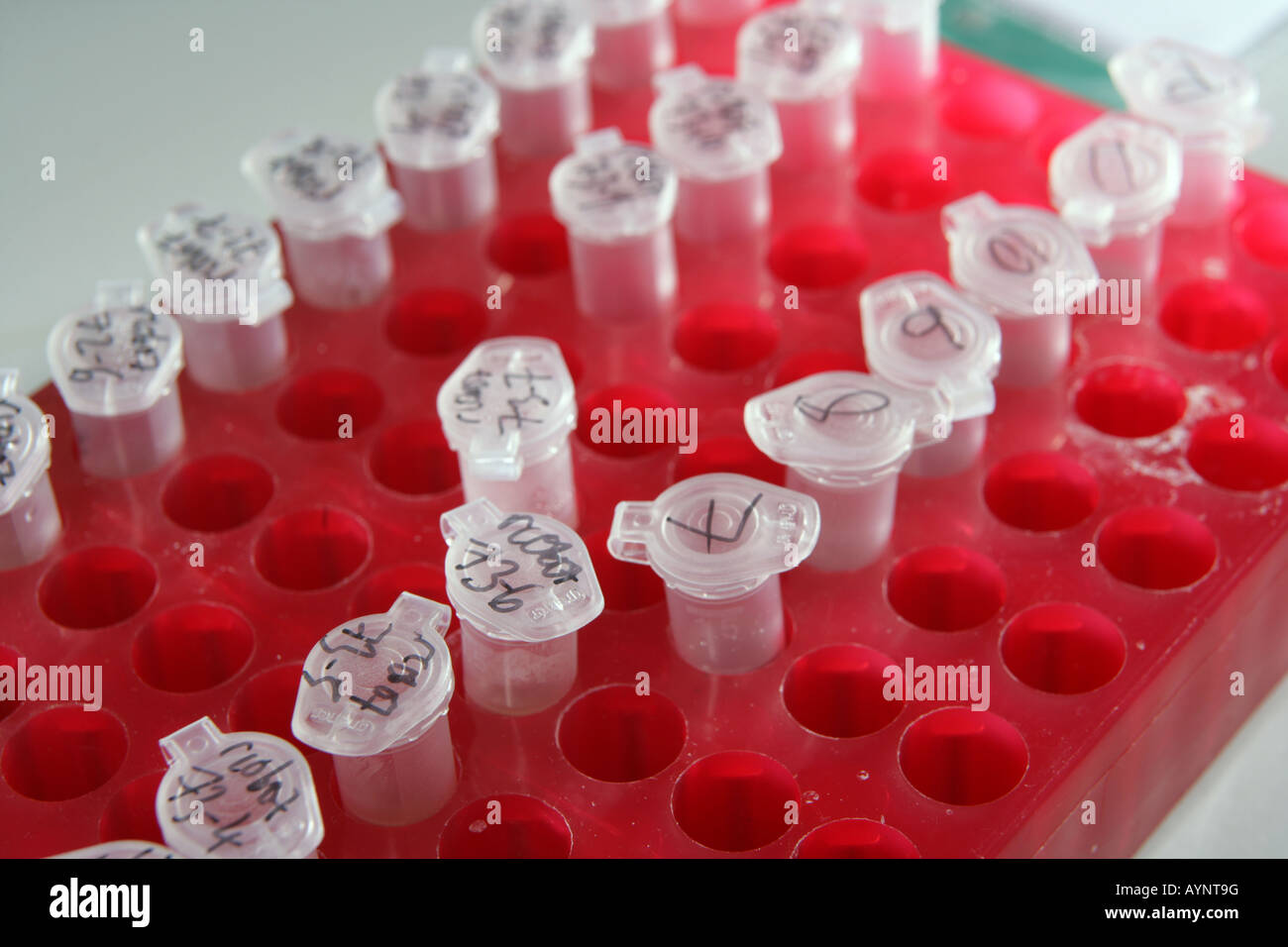 sample vials in a red tray Stock Photo - Alamy