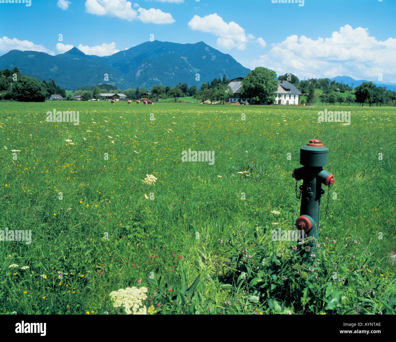 Fire Hydrant in Grass Stock Photo - Alamy