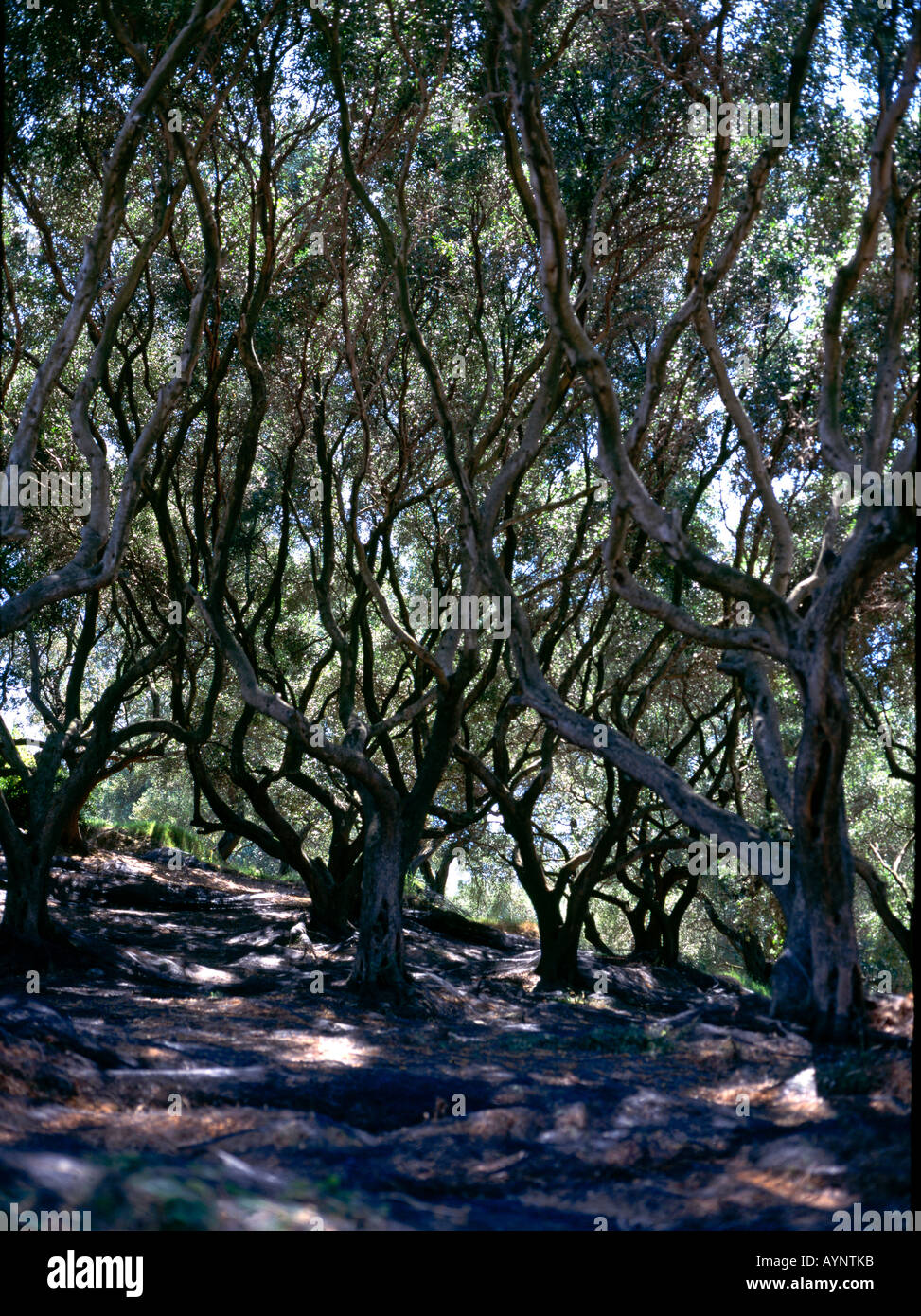 Trees entwined hi-res stock photography and images - Alamy