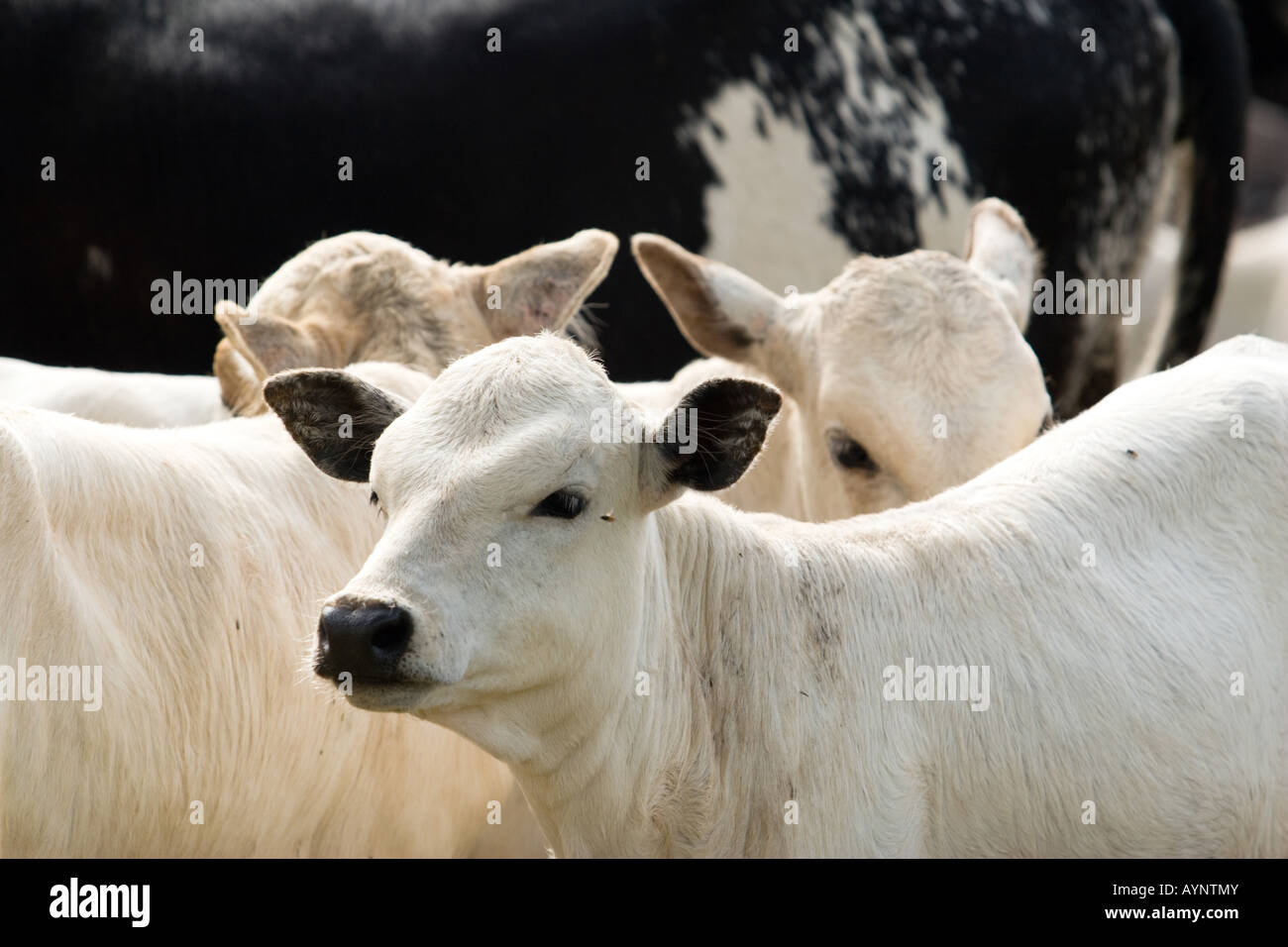 Cattle near the village of Dungu Ghana Stock Photo - Alamy