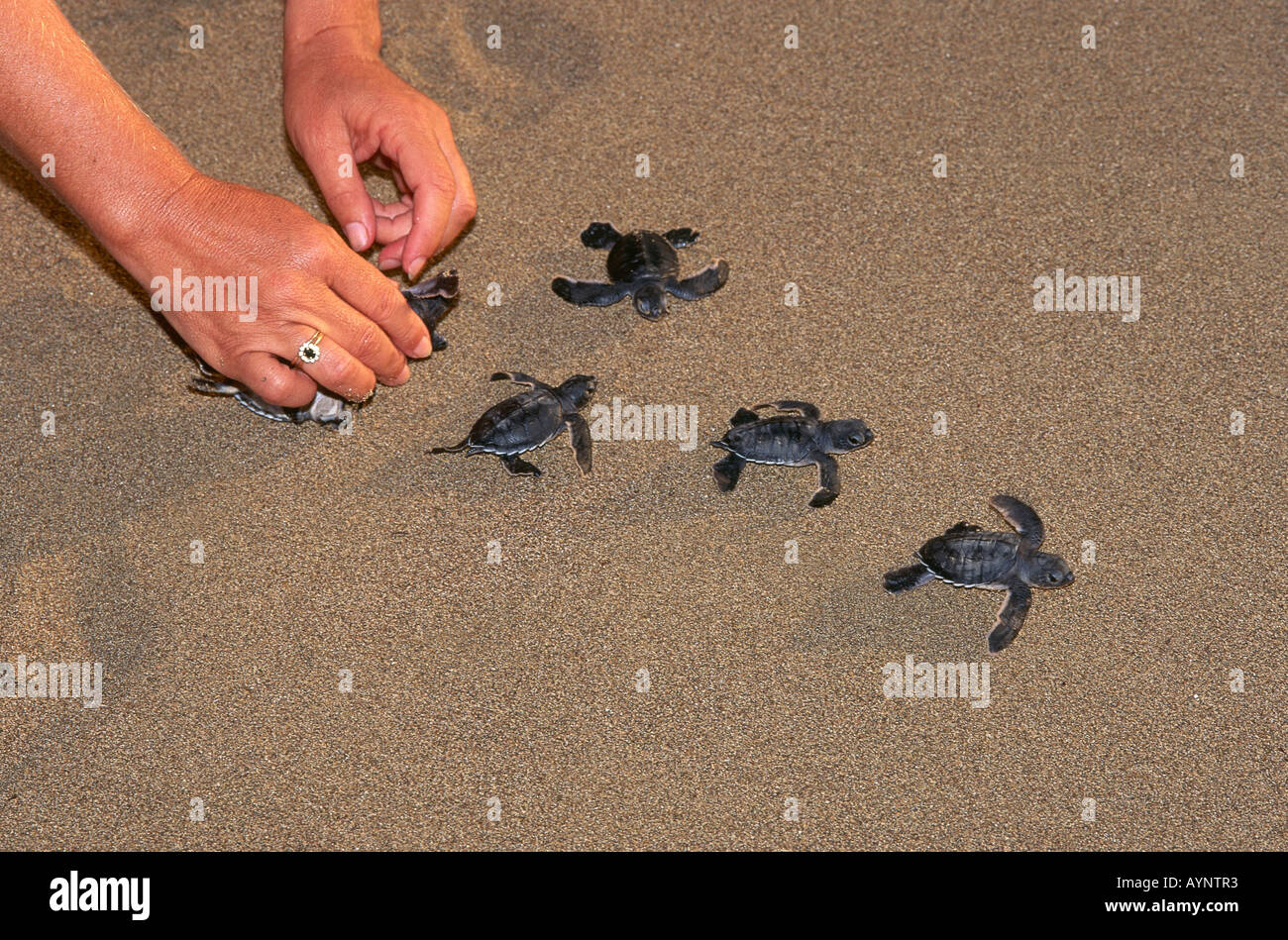 A helping hand ensures that newly hatched loggerhead turtles make a ...