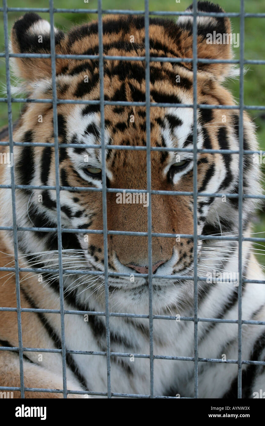 Tiger behind bars hi-res stock photography and images - Alamy