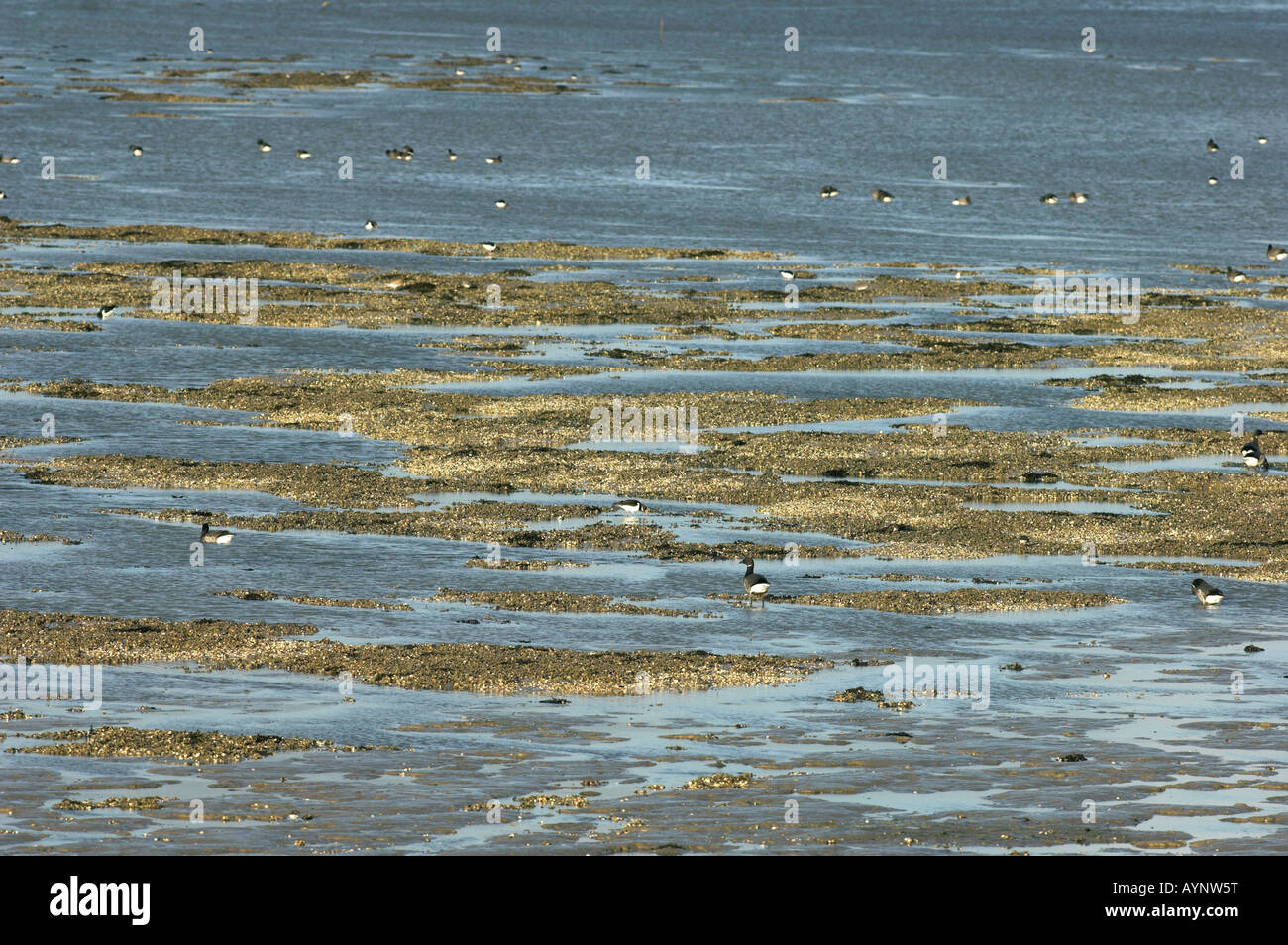 Mussel bed, The Swale, Kent, England Stock Photo - Alamy