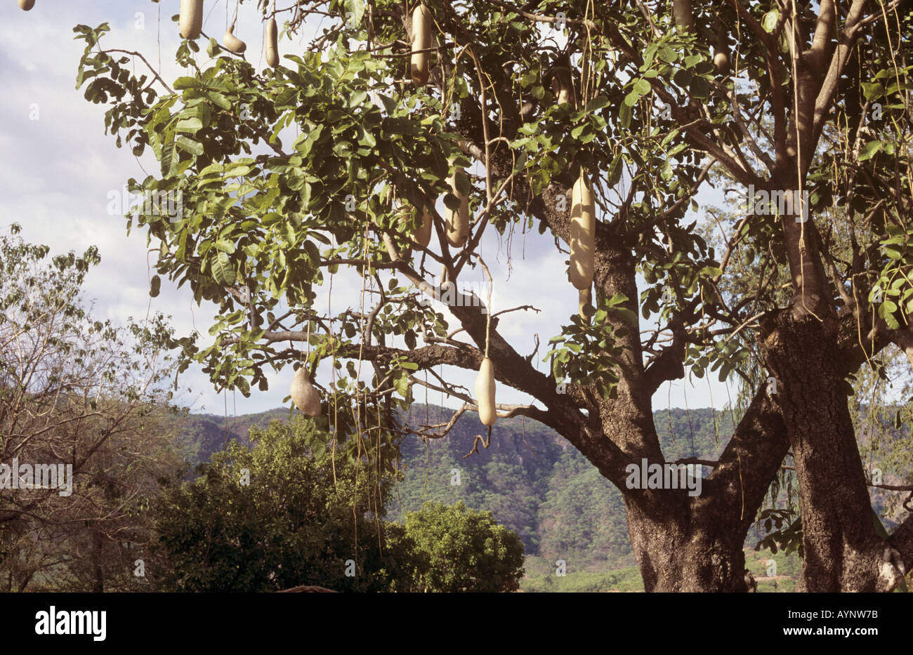 Sausage tree -Chitimba, northern Malawi, Lake Malawi, Malawi Stock ...