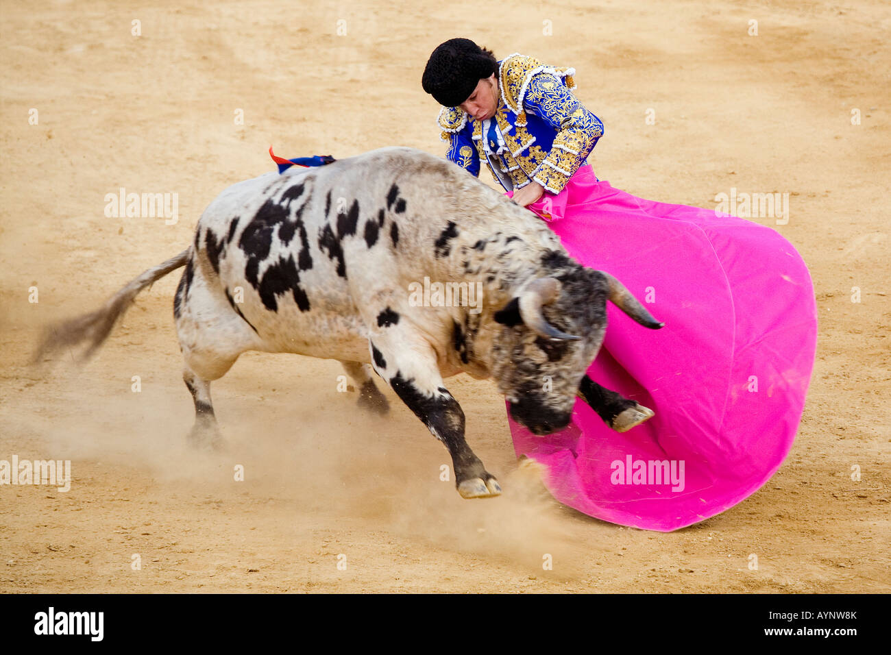 bullfighter david galan in a bullfight Stock Photo - Alamy