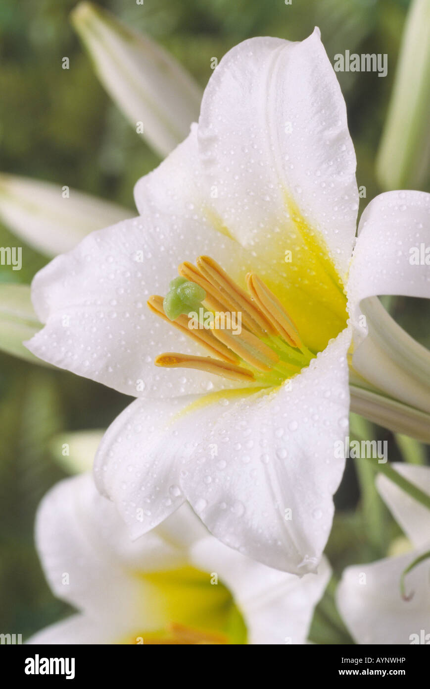 Lilium regale 'Album' (Regal lily) Division IX Species lilies and ...
