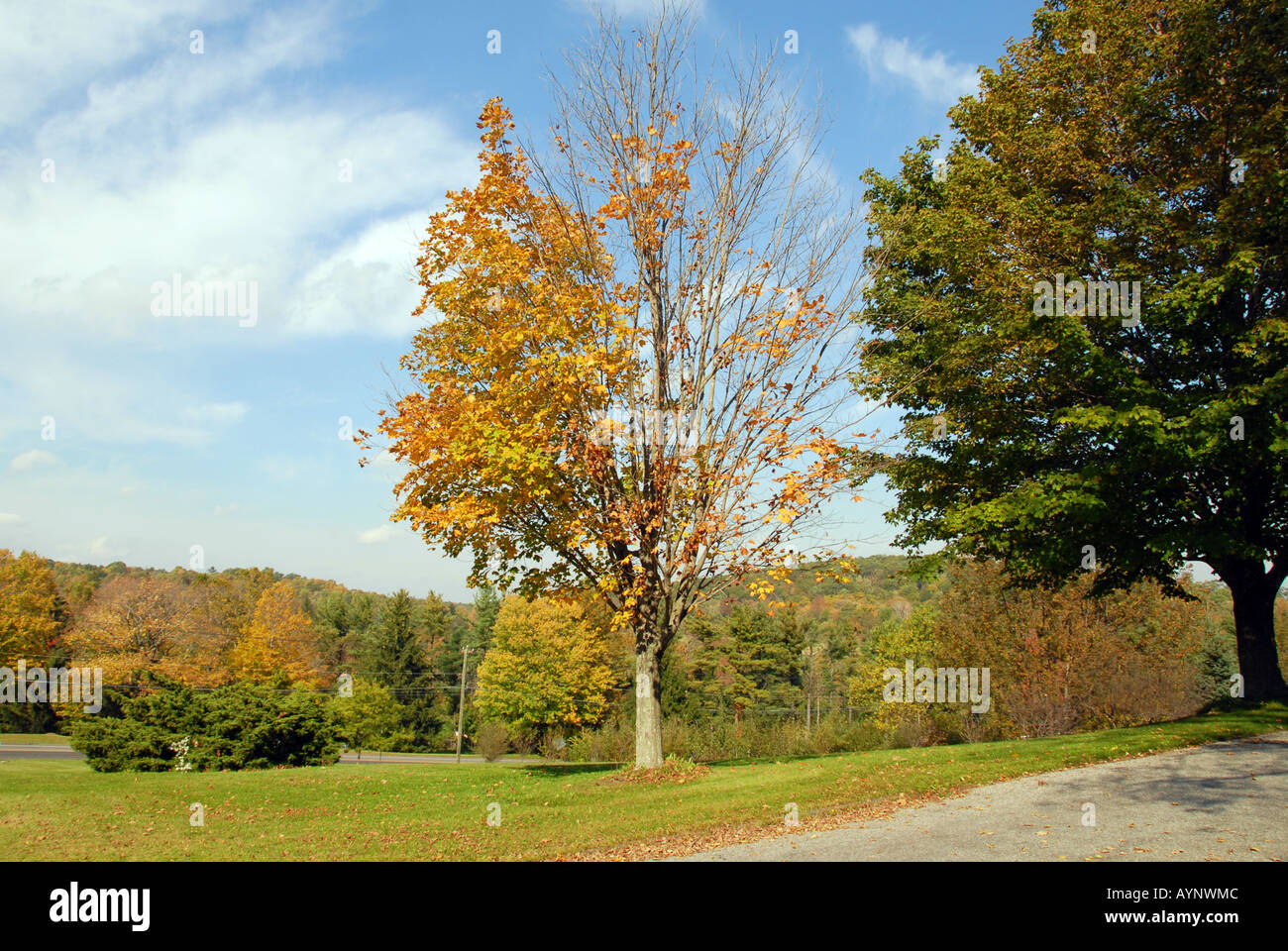 Two trees turning autumn fall colors on a New England hillside Stock ...