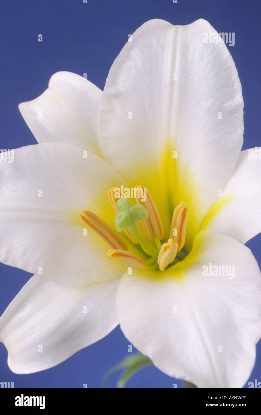 Lilium regale 'Album' (Regal lily) Division IX Species lilies and ...