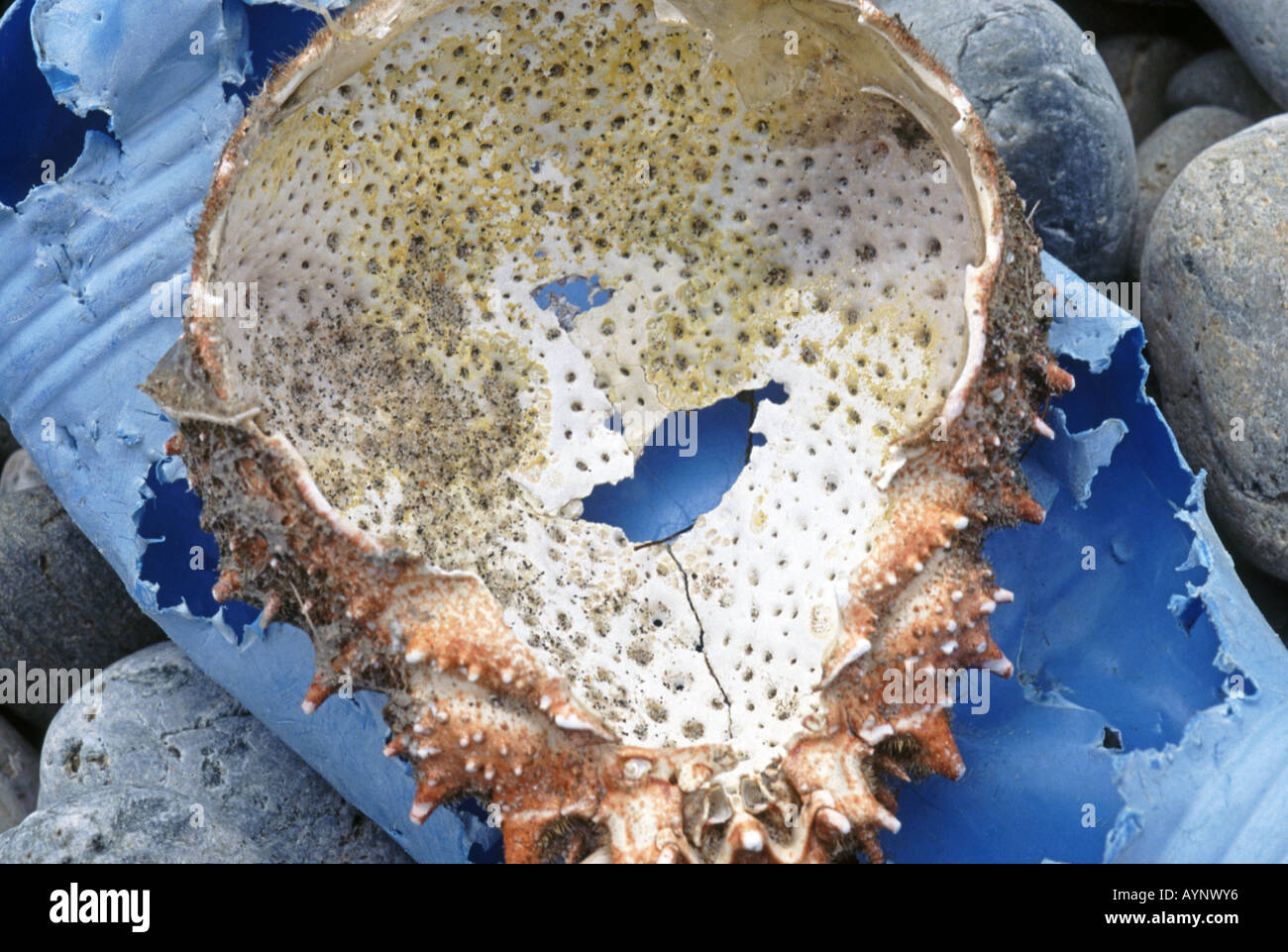 crab shell resting on piece of blue plastic Stock Photo - Alamy