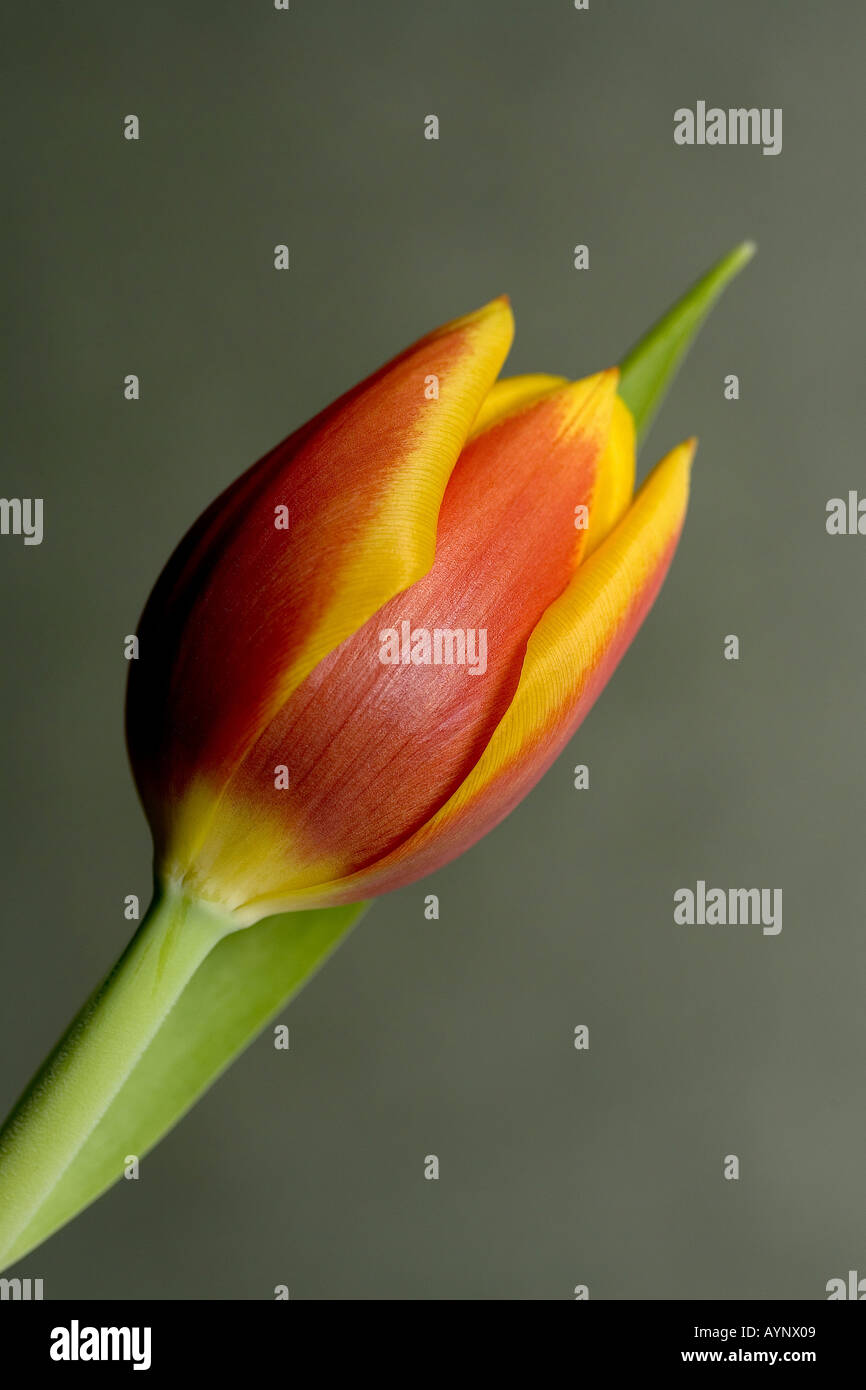 Einzelne rot gelbe Tulpe Stock Photo - Alamy