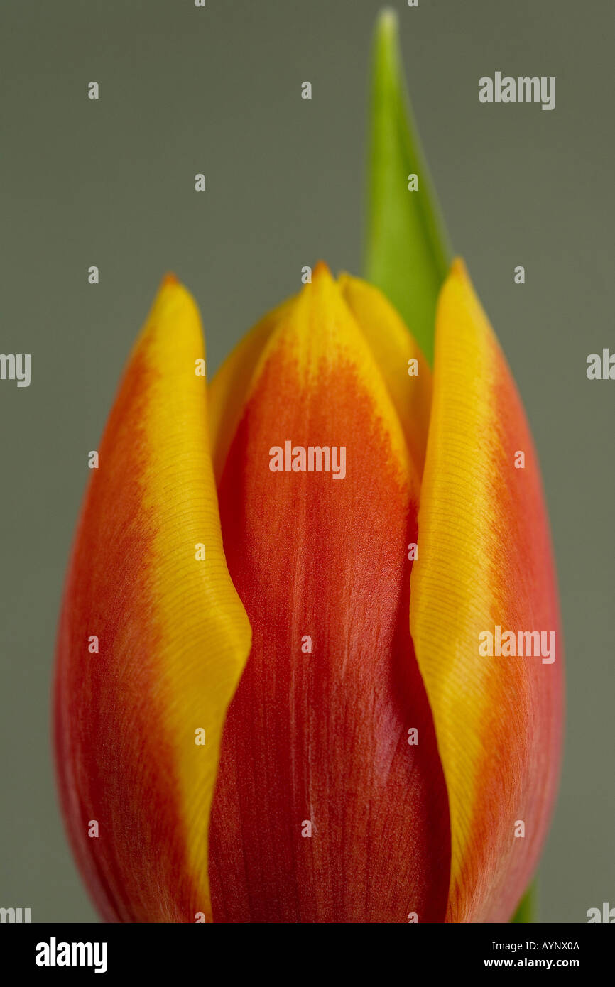 Einzelne rot gelbe Tulpe Stock Photo - Alamy