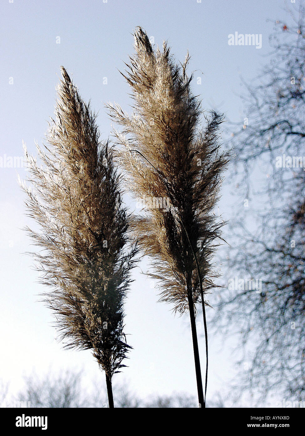 Schilfgras pflanzen hi-res stock photography and images - Alamy