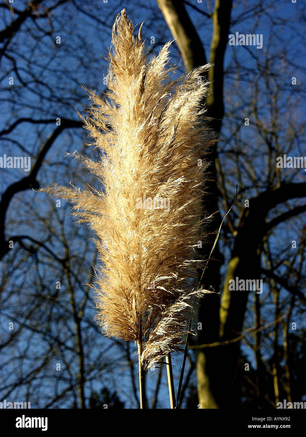 Schilfgras pflanzen hi-res stock photography and images - Alamy