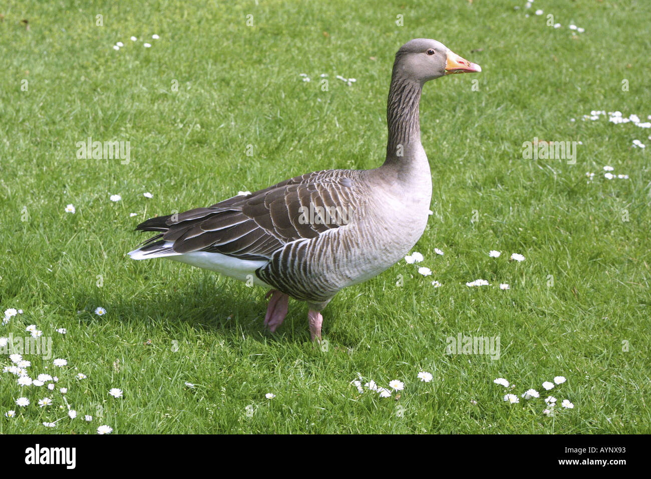Gans in Kew Gardens London Stock Photo - Alamy