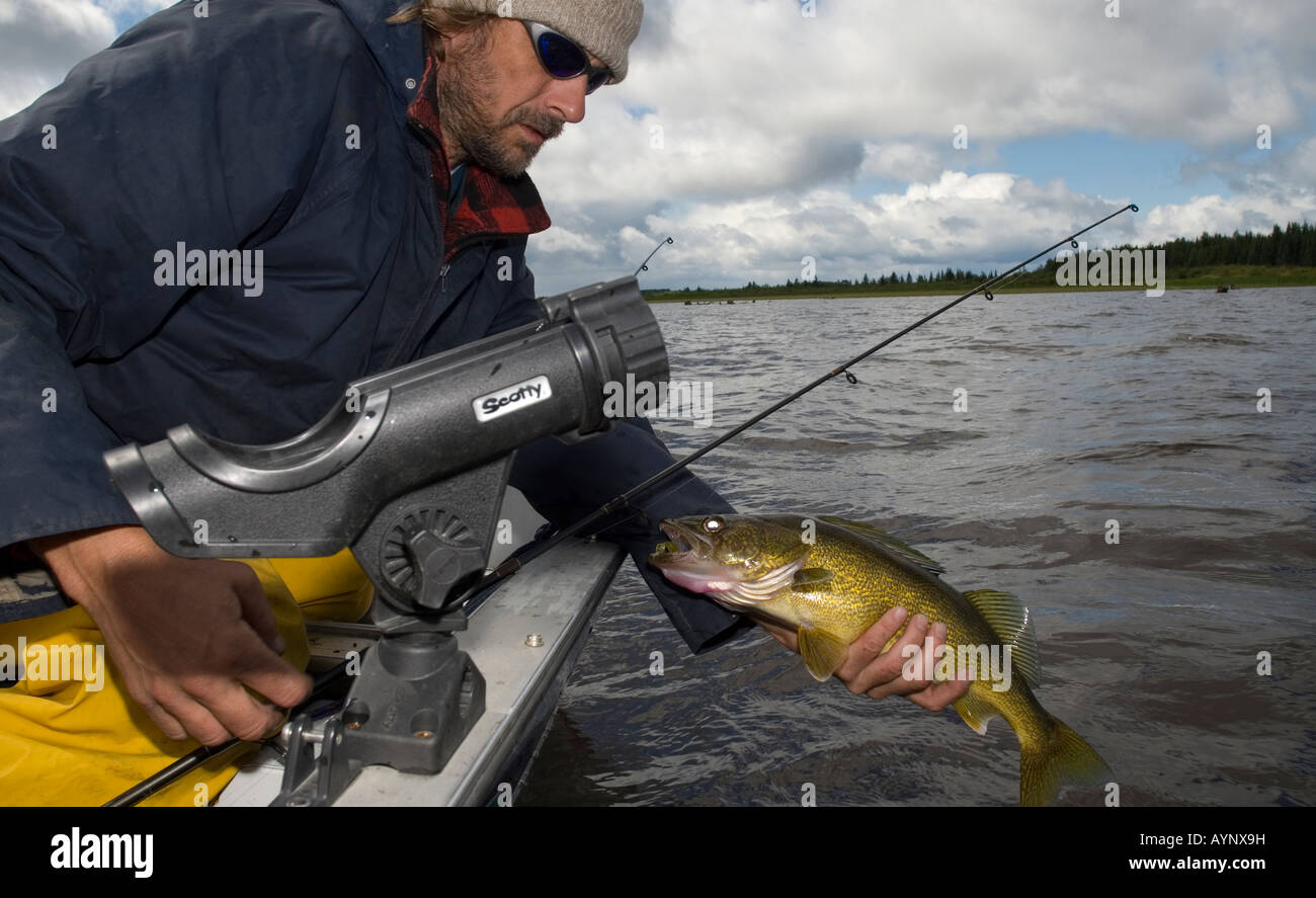 man catching walleye Stock Photo - Alamy