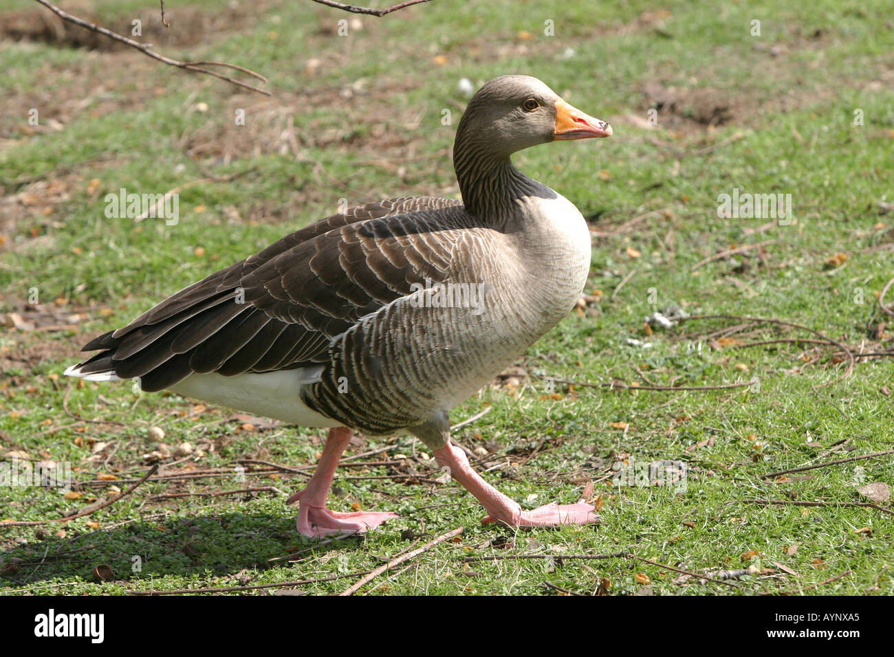 Graugans im Green Park in London Stock Photo - Alamy