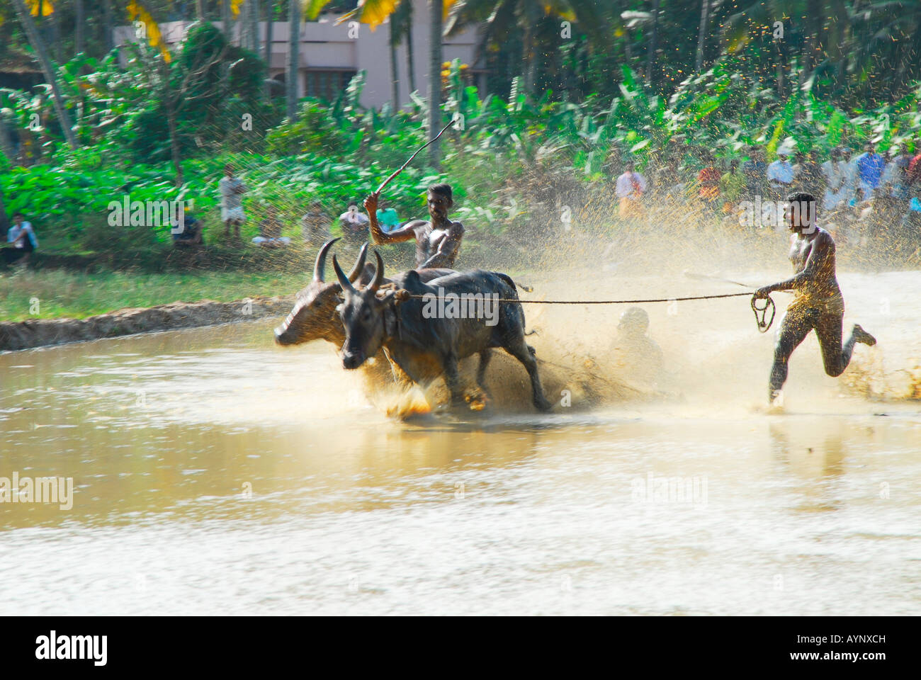 Bull kerala hi-res stock photography and images - Alamy