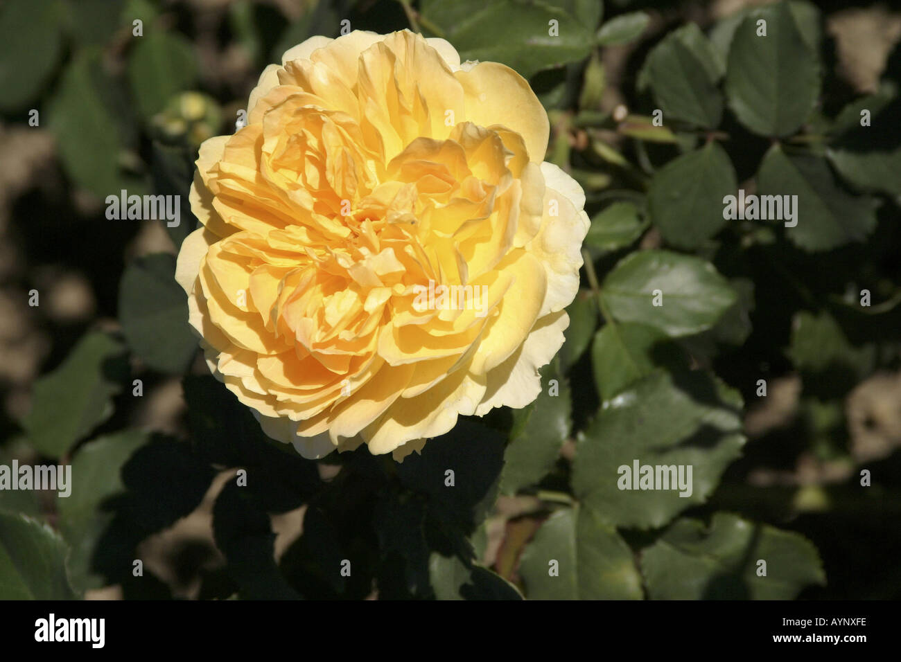 Molineaux hi-res stock photography and images - Alamy