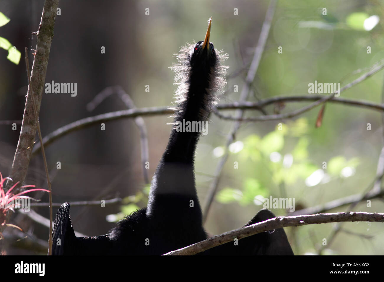 anhinga bird nature wildlife black eyes wings white spots florida ...