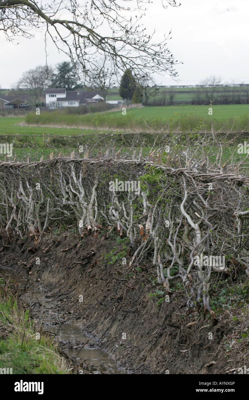Laid Hedge In Lincolnshire Stock Photo - Alamy