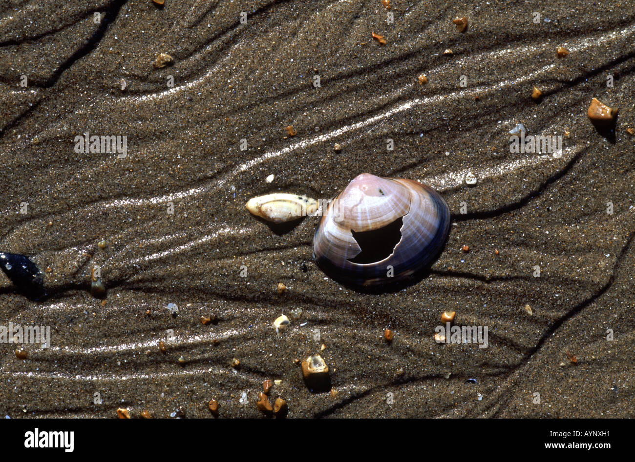 Beach sand rivulet hi-res stock photography and images - Alamy