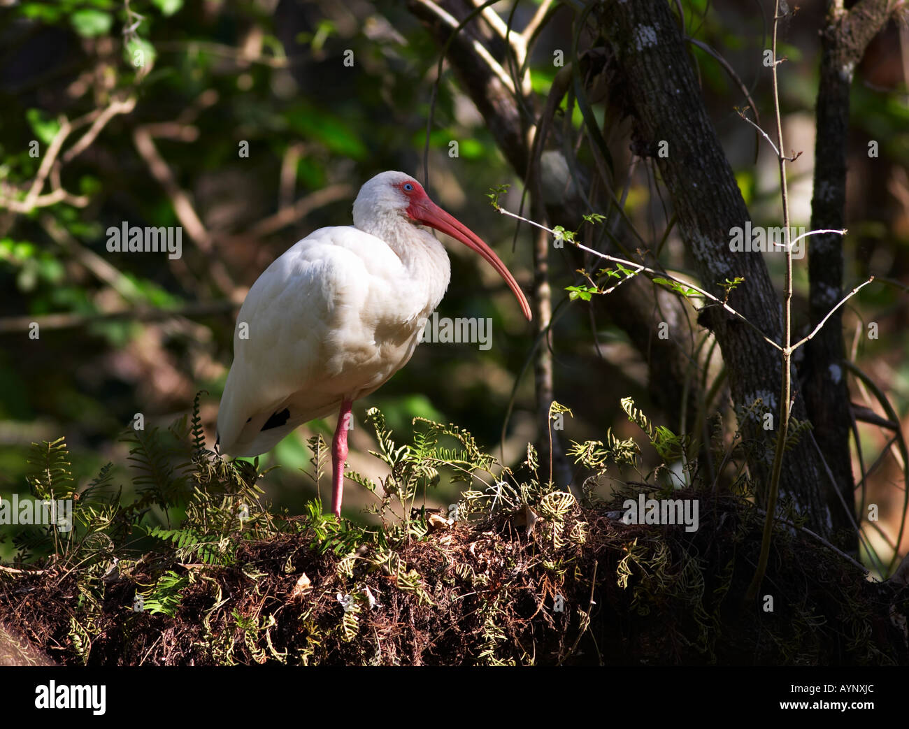 white ibis one leg bird white feathers trees nature wildlife sunlight ...