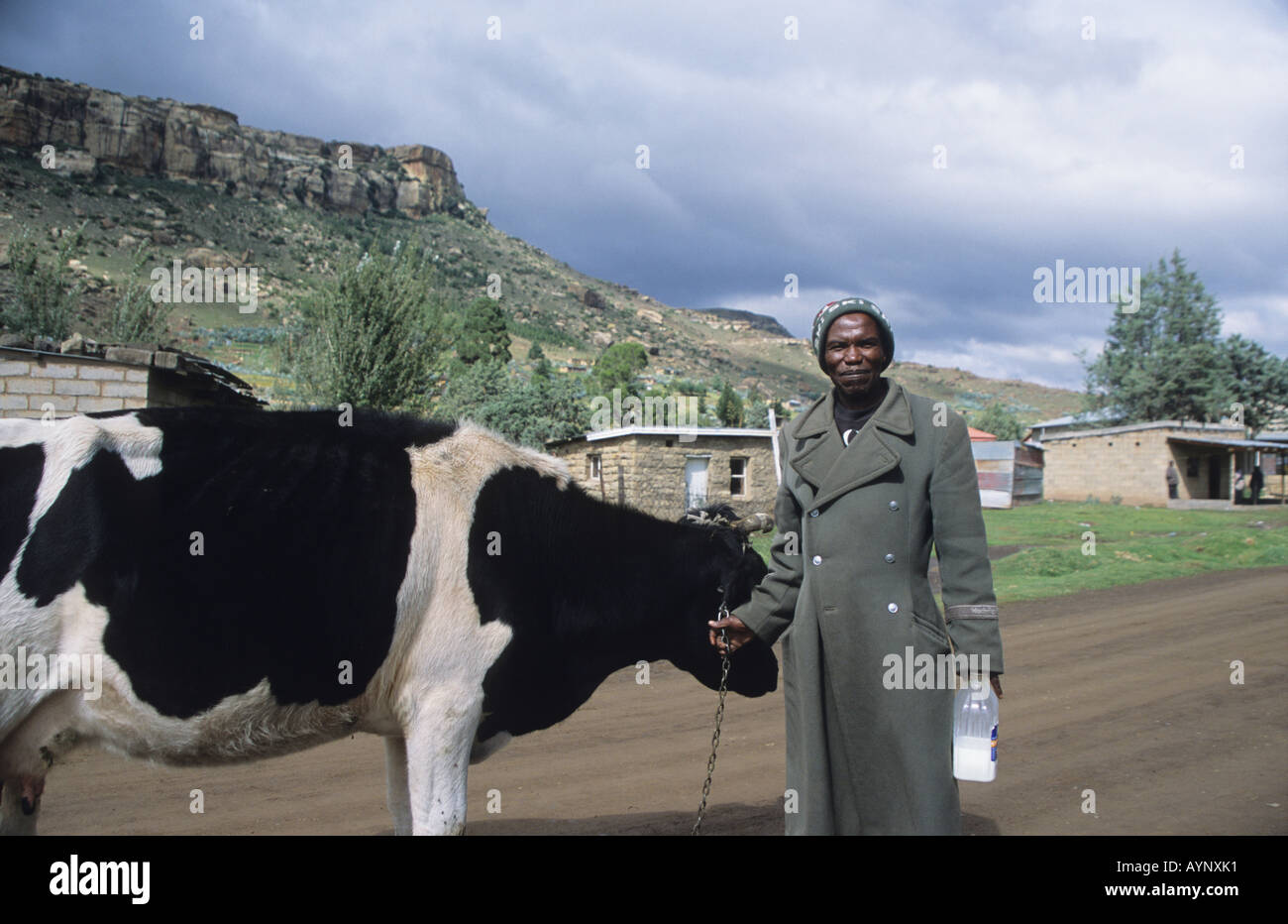 Man leading his cow in a highland village, kingdom of Lesotho, Southern ...