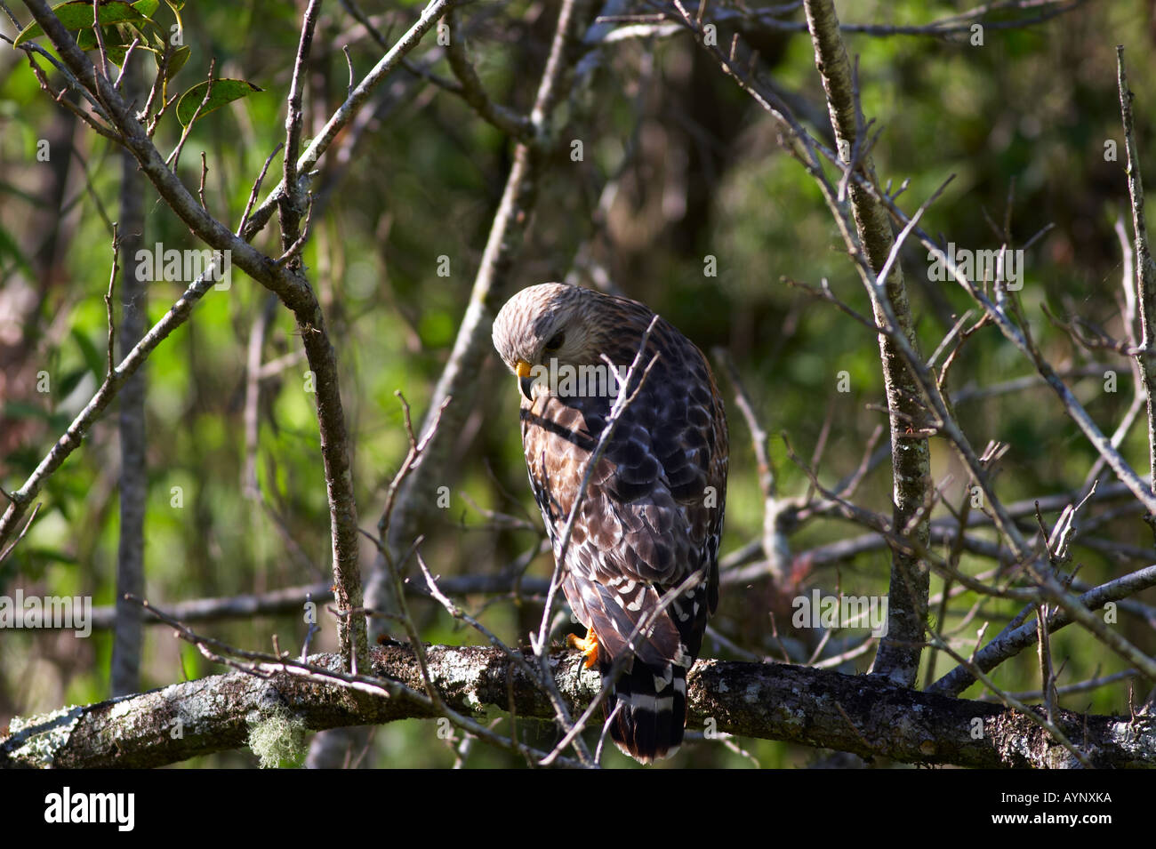red shouldered hawk predator bird trees branch color sitting birding ...