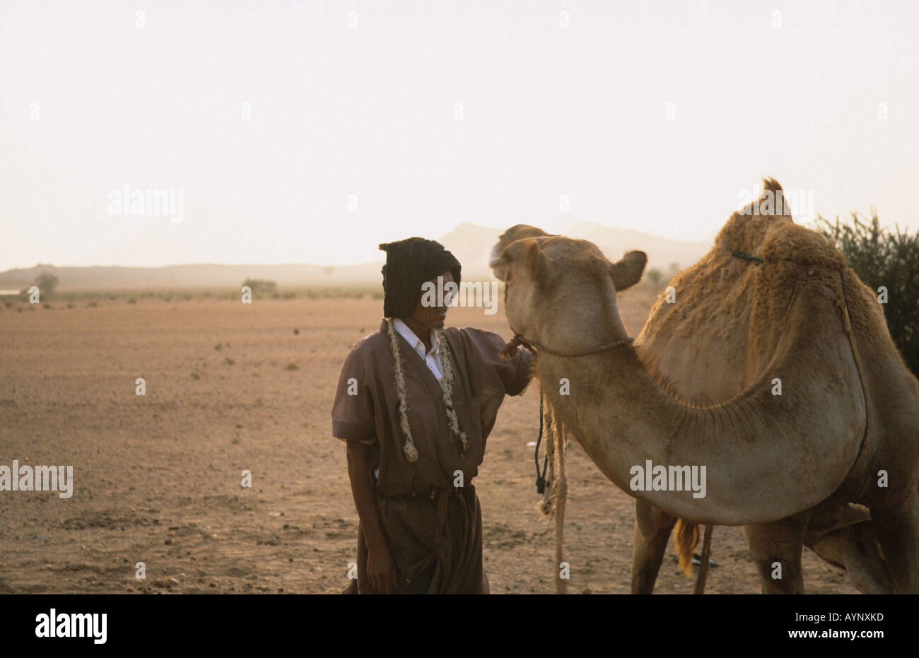 Nomadic herdsman with his camels, Sahara desert, near Zouerat ...