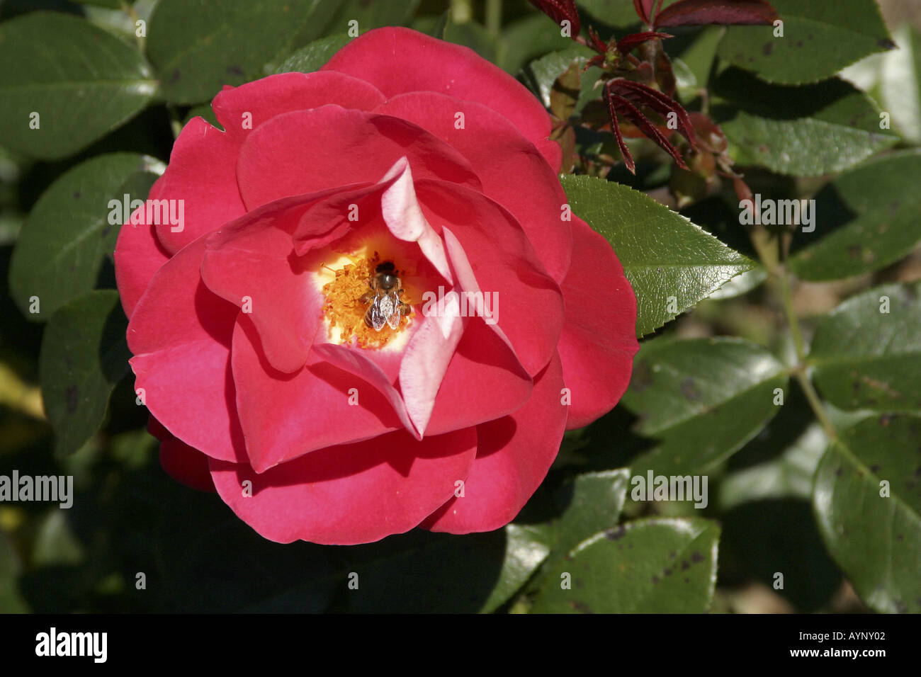 Heimatmelodie hi-res stock photography and images - Alamy