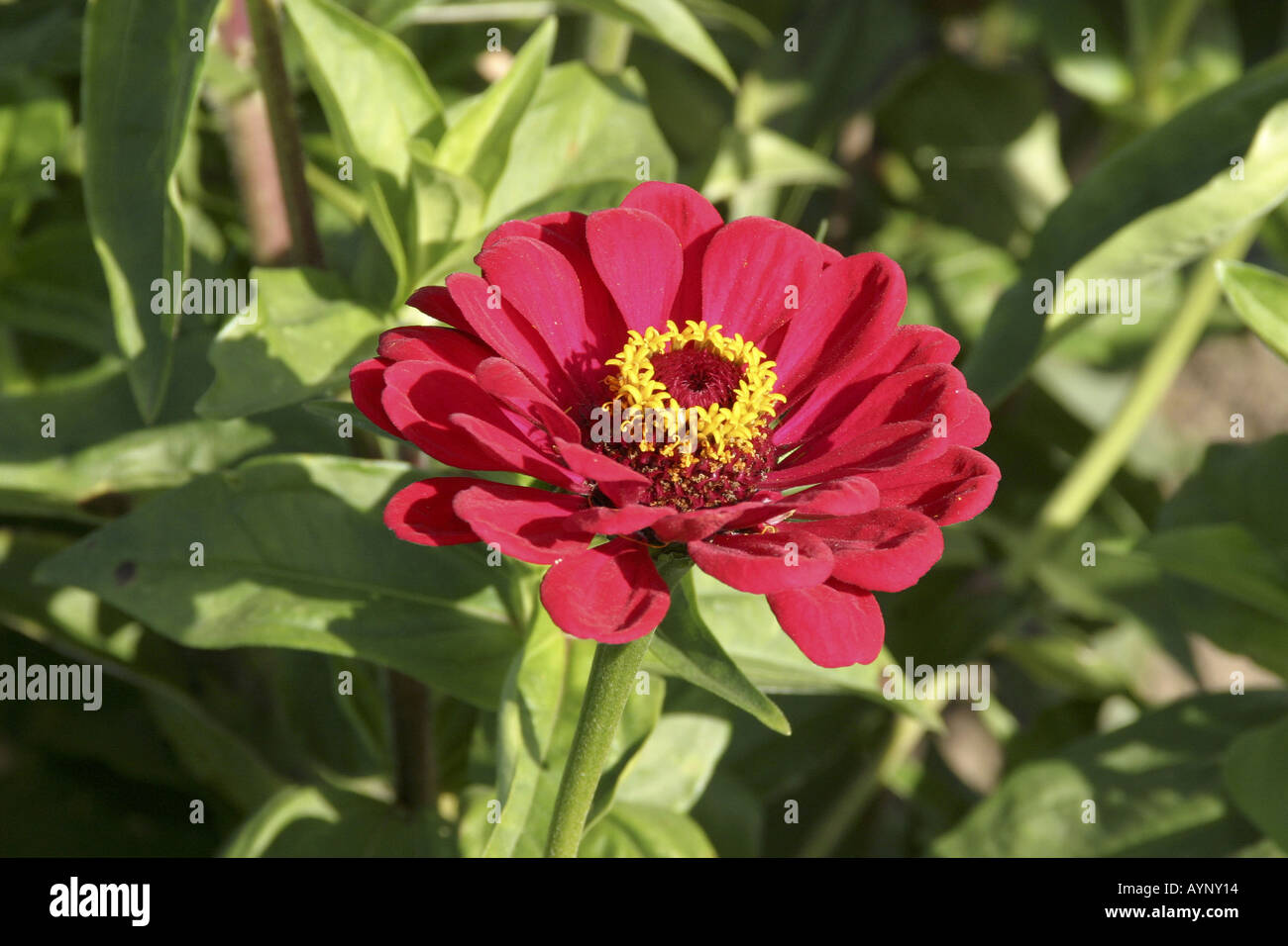Zinnie blumen hi-res stock photography and images - Alamy