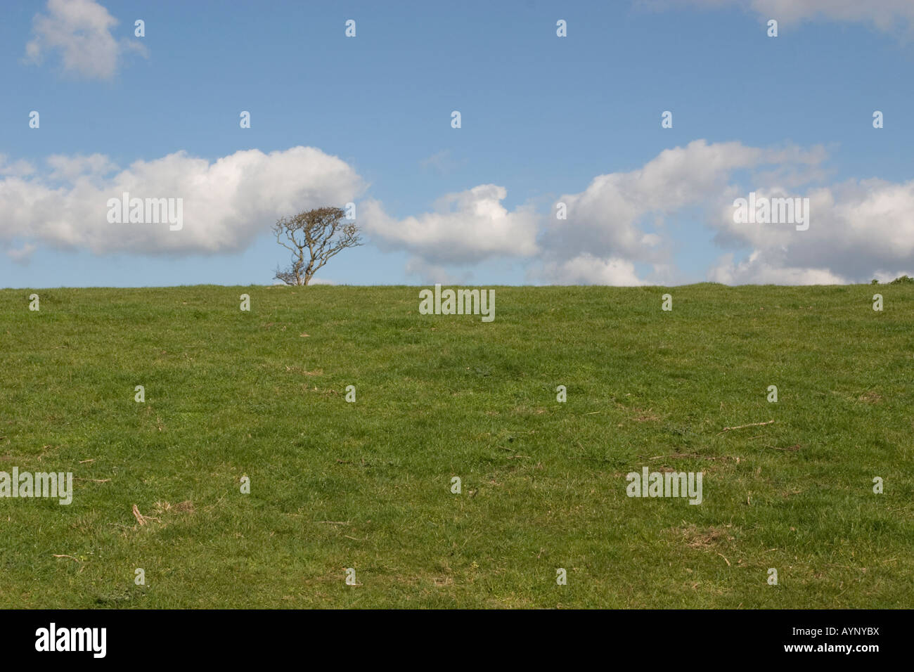 Lone Windswept Tree on Horizon with a blue sky with Cumulus Clouds and ...