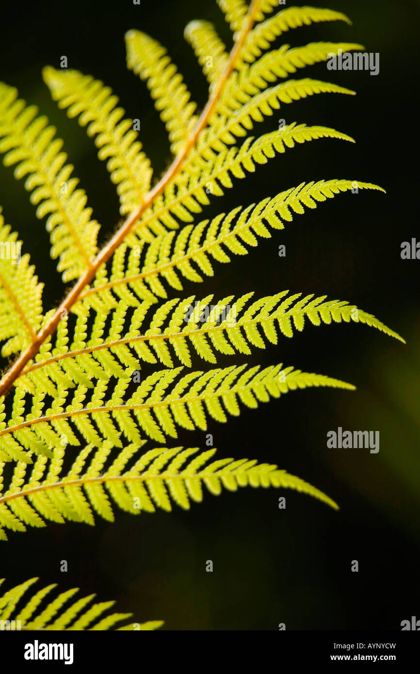 Leaf new zealand hi-res stock photography and images - Alamy