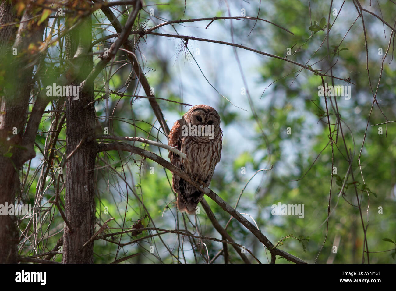 barred owl bird birds big predator feathers brown trees green leaves ...