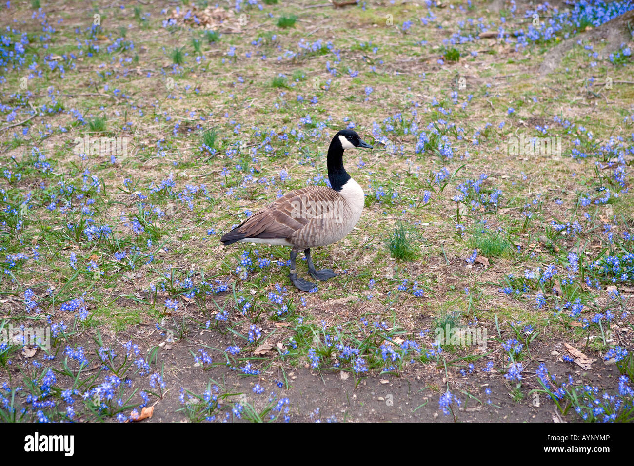 A banded Canadian Goose with spring flowers Stock Photo - Alamy