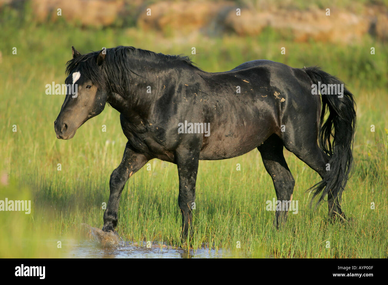 Majestic black wild horse hi-res stock photography and images - Alamy