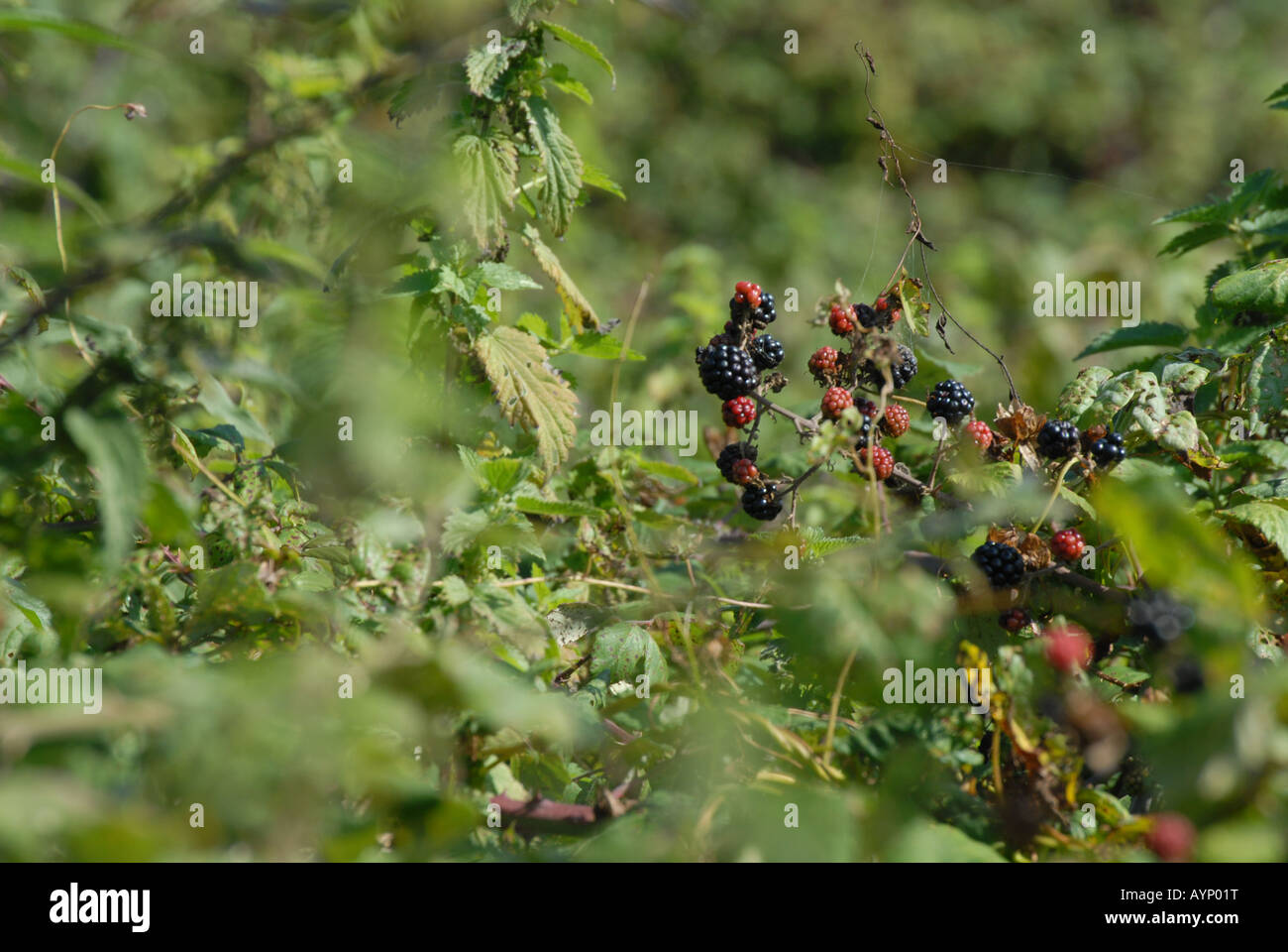 Blackberriesbush hi-res stock photography and images - Alamy
