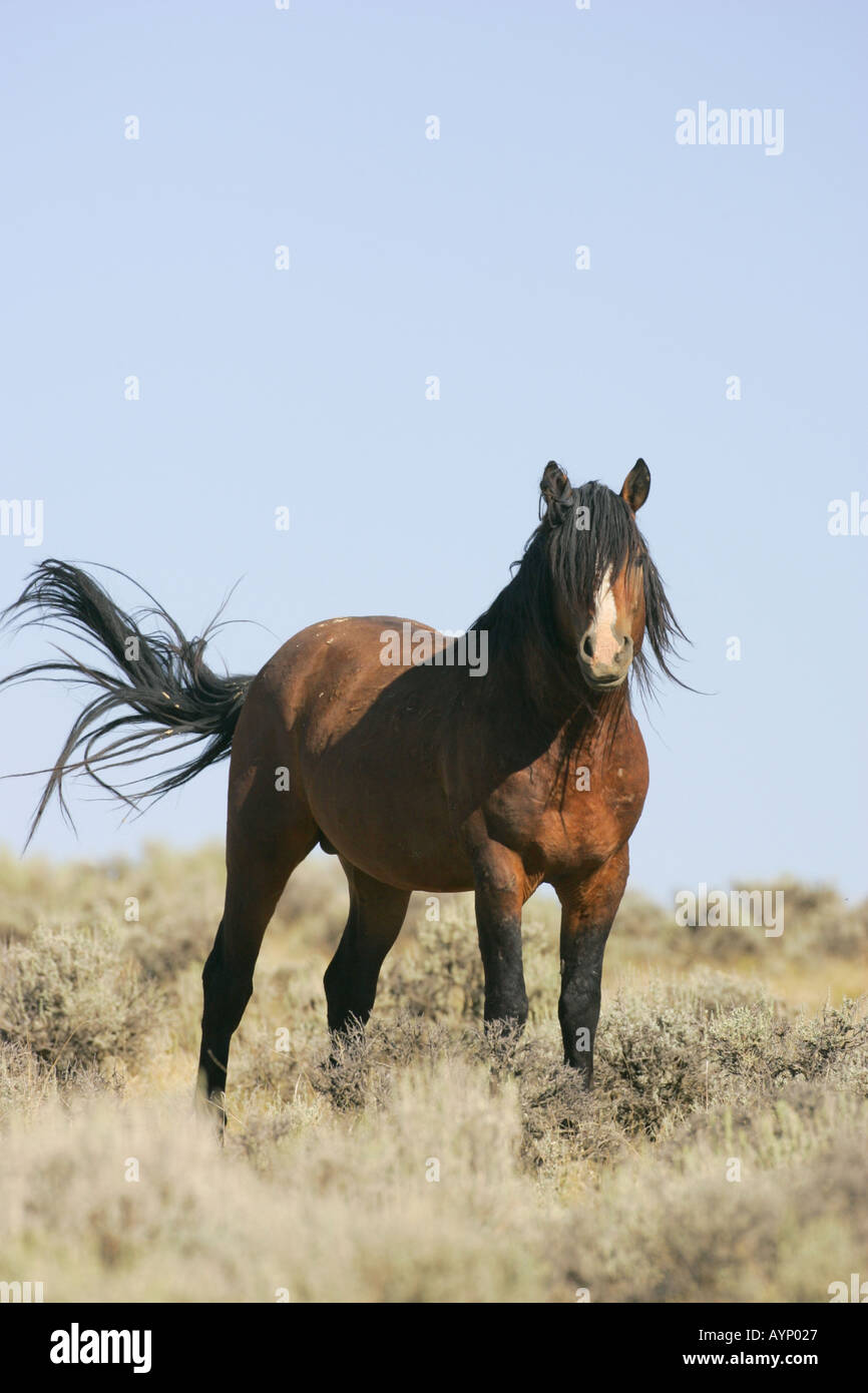 Wild mustang stallion Stock Photo - Alamy
