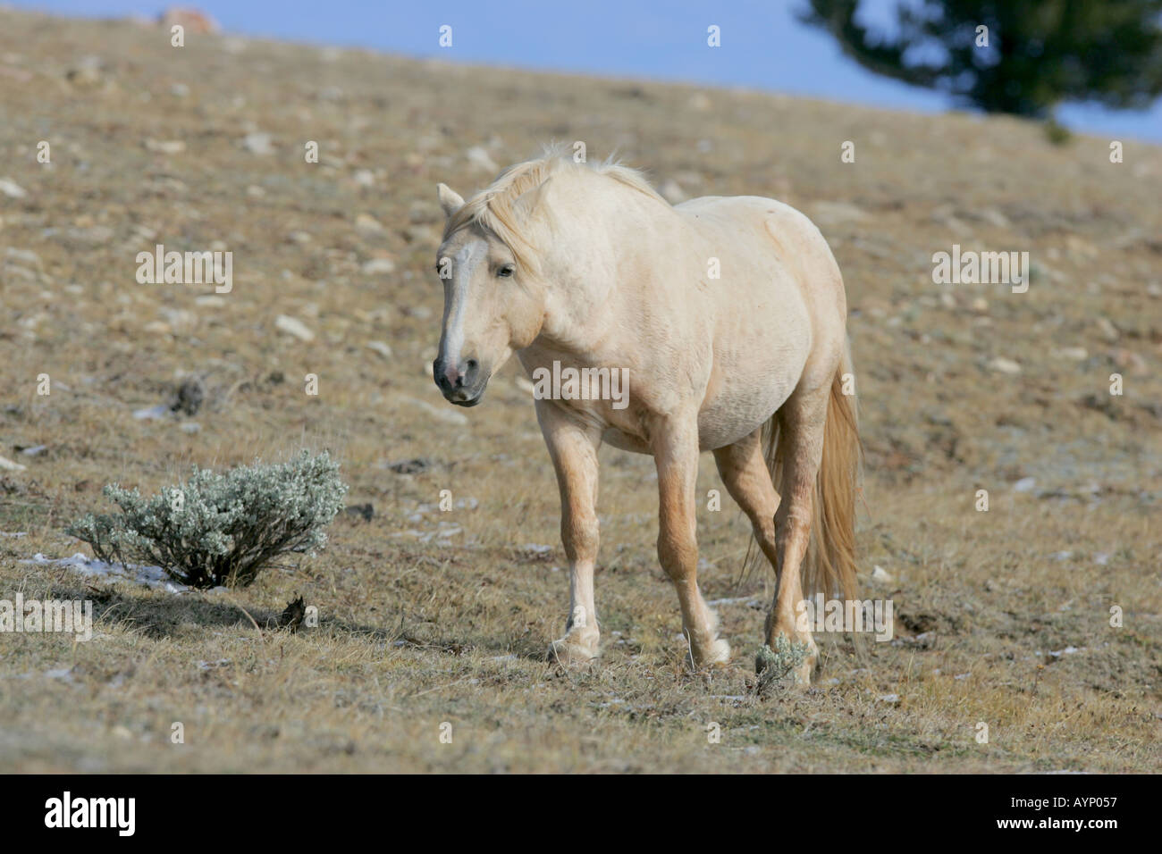Pryor Mountain wild mustang Stock Photo - Alamy