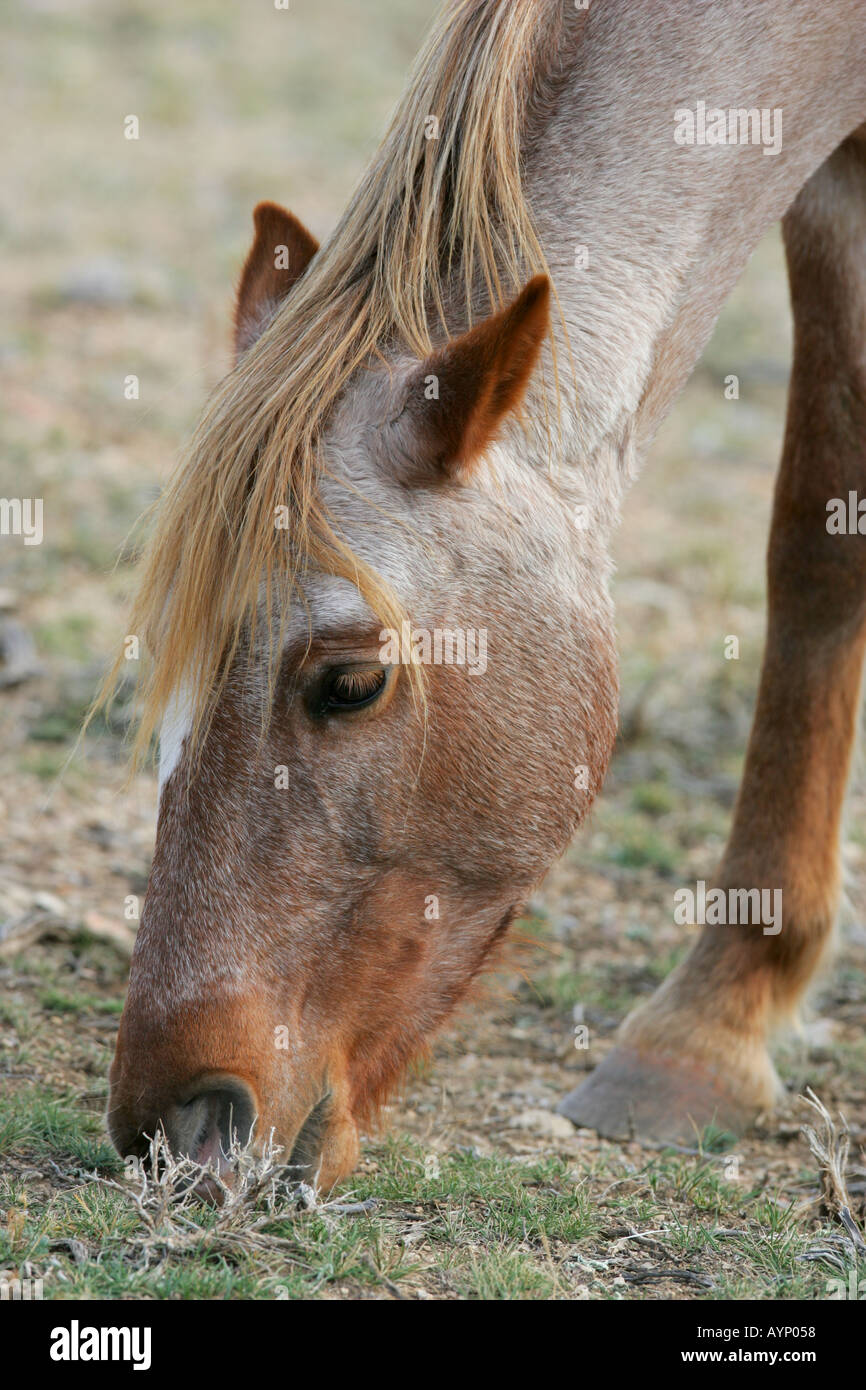 Pryor Mountain wild mustang Stock Photo - Alamy