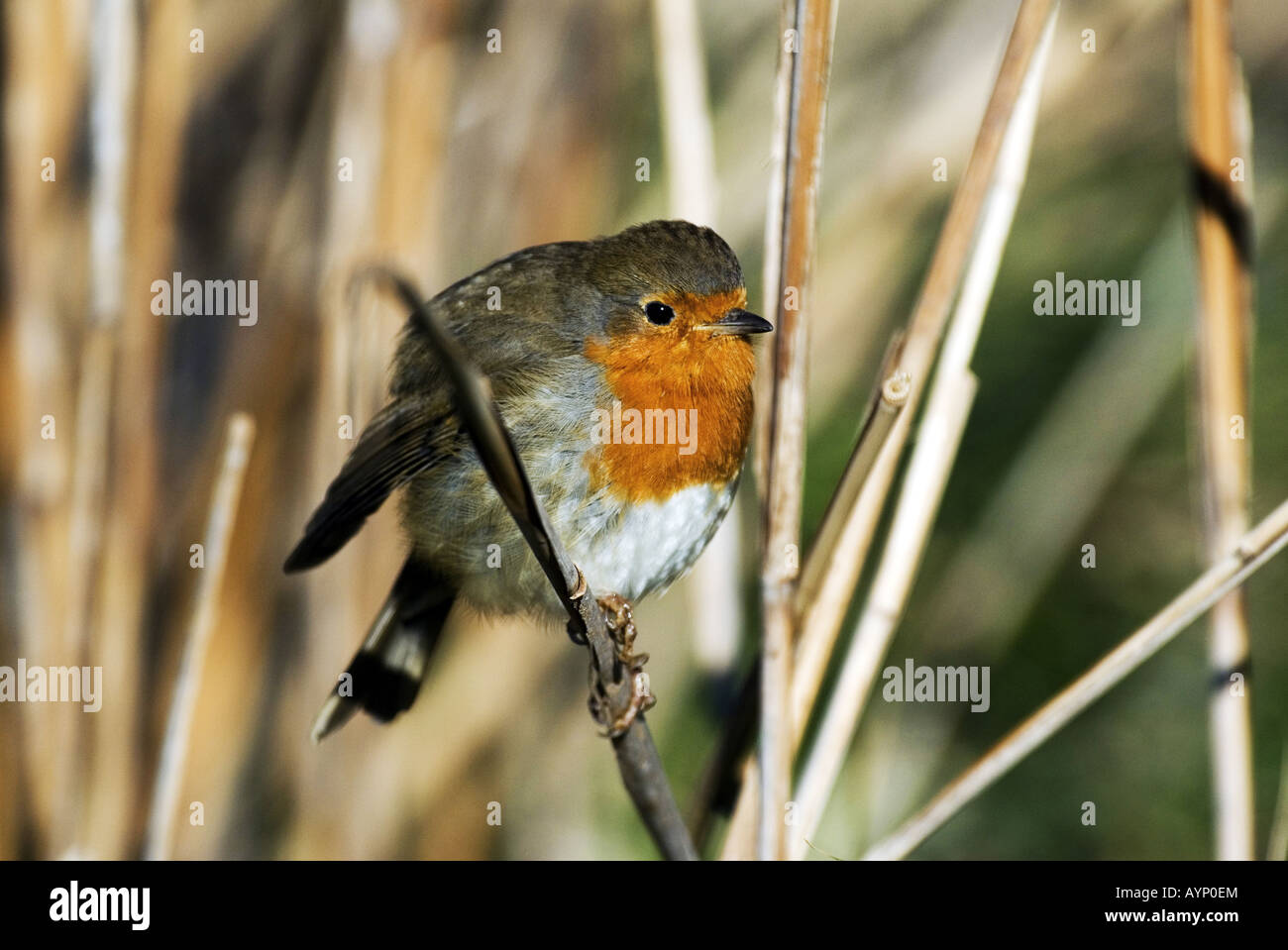 ROBIN Erithacus rubecula in the National Park of Circeo in Italy Stock ...